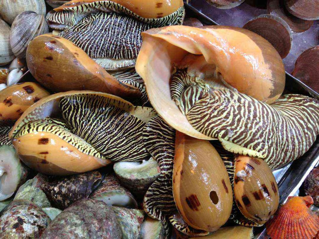 Công dụng của ốc giác? Cách chế biến ốc giác như thế nào thì ngon